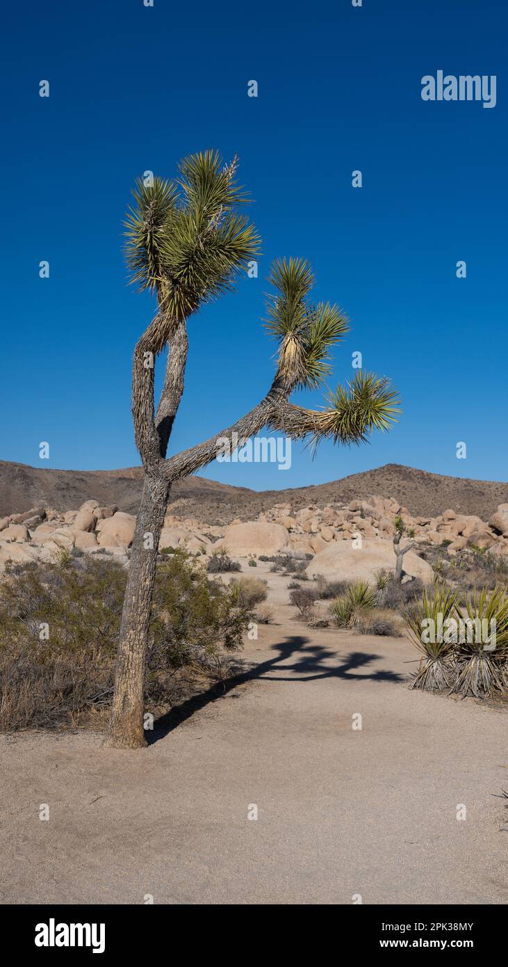 Joshua trees (Yucca brevifolia) in front of large boulders and rocks at ...