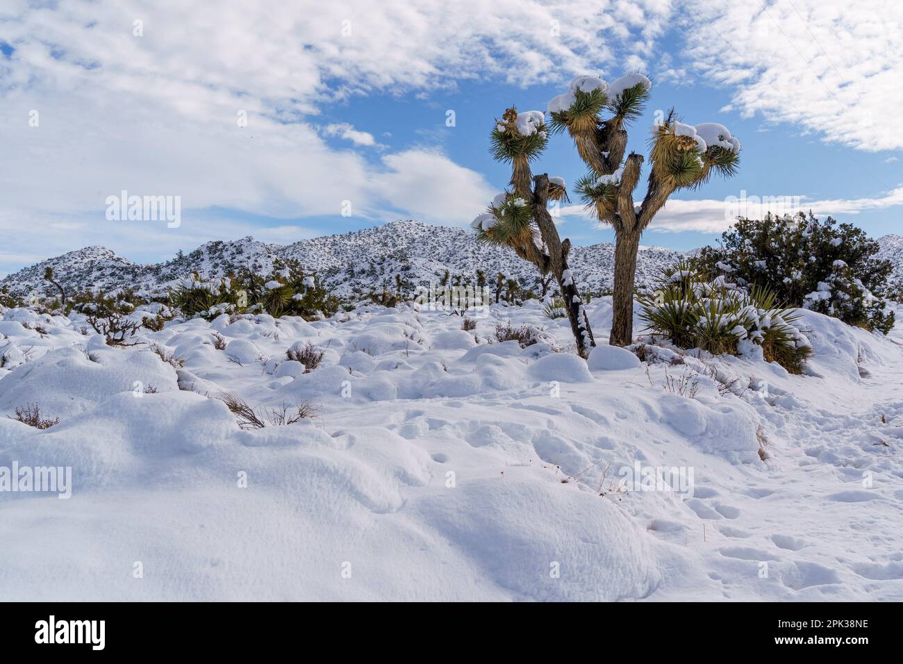 Joshua Tree National Park landscape after a winter snowfall Stock Photo ...