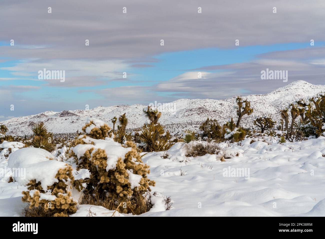Joshua tree mojave desert hi-res stock photography and images - Alamy