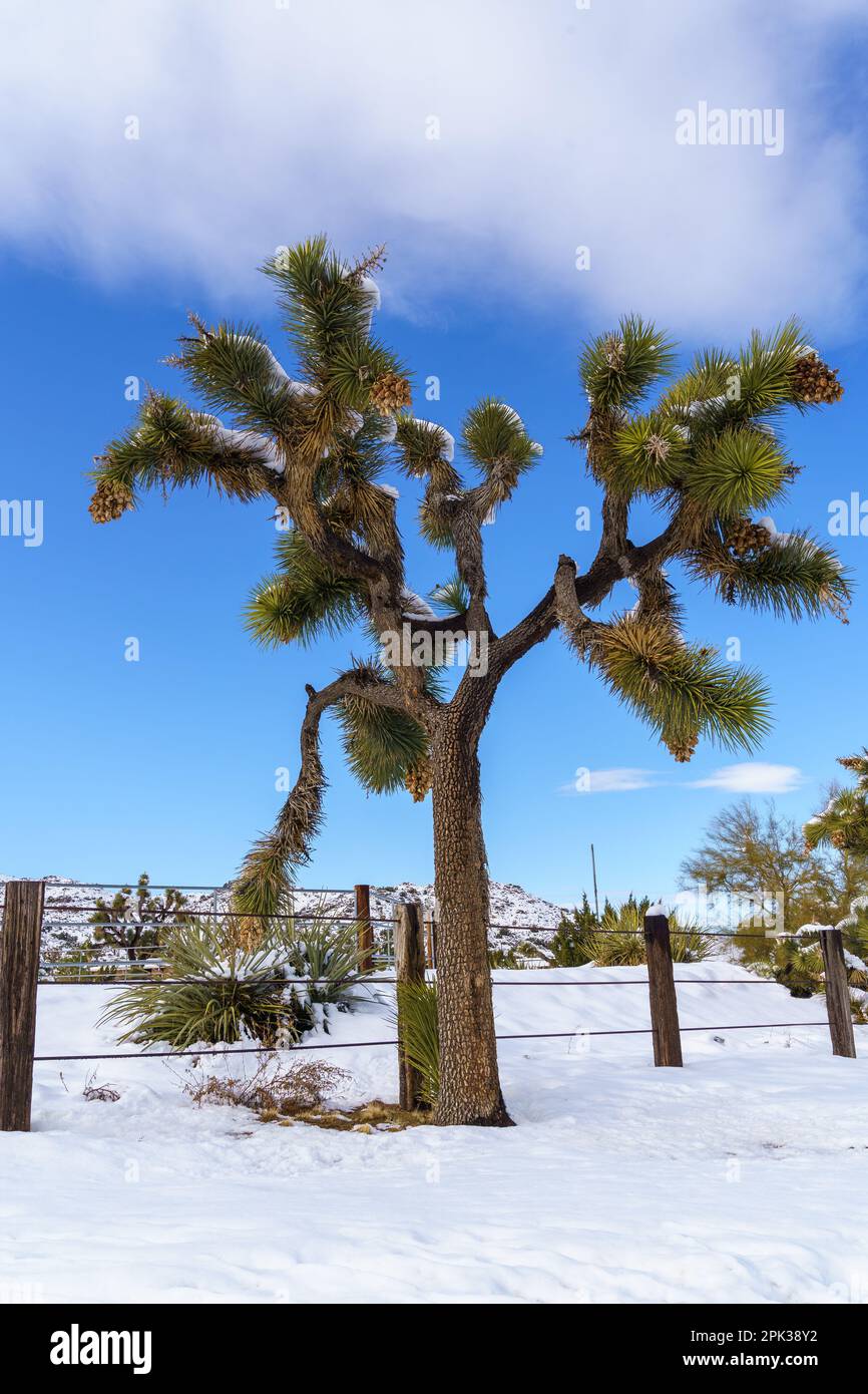Joshua Tree after snow with wood and wire fence behind it Stock Photo ...