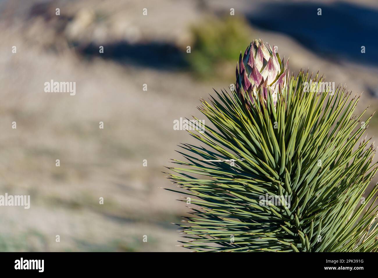 Flower Bud Bloom of a Joshua Tree (Yucca brevifolia) at Joshua Tree ...
