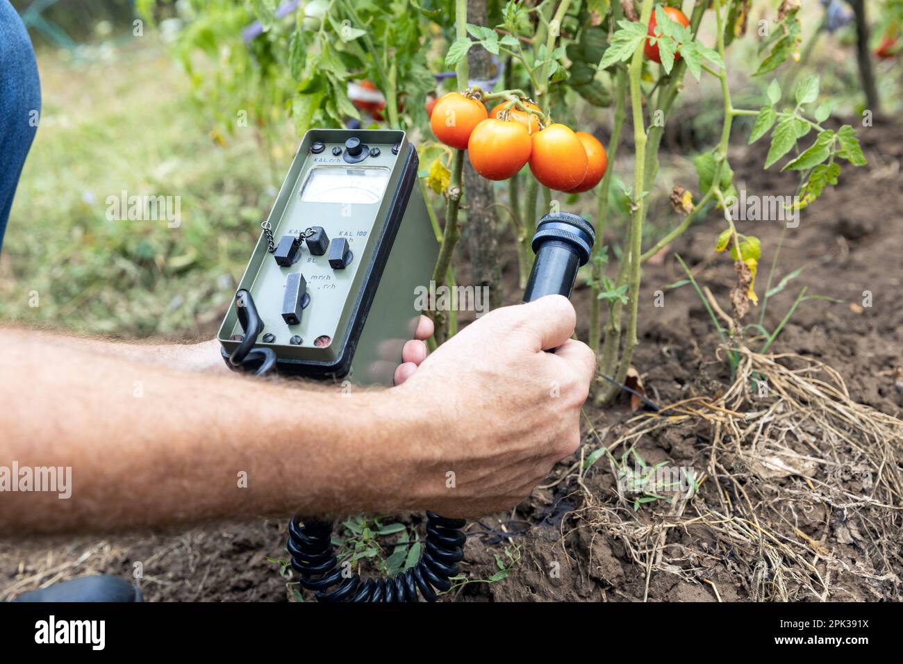 Measurement of natural radioactivity concentration levels in vegetables ...