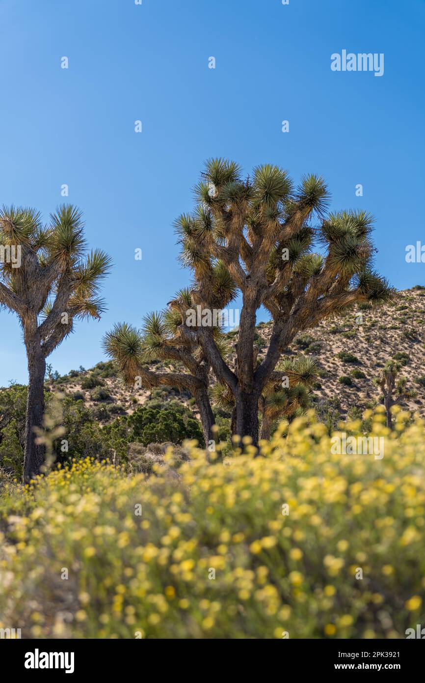 Joshua trees with yellow wildflowers in the foreground and a clear blue ...