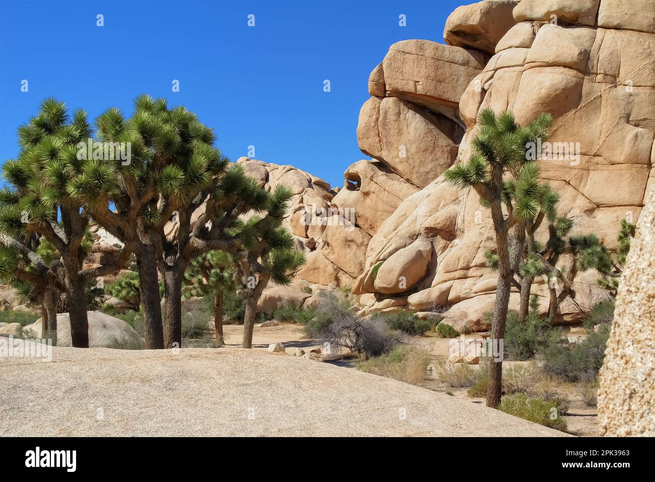 Hidden Valley Nature Trail with Joshua Trees (Yucca brevifolia) and large boulder rocks in ...