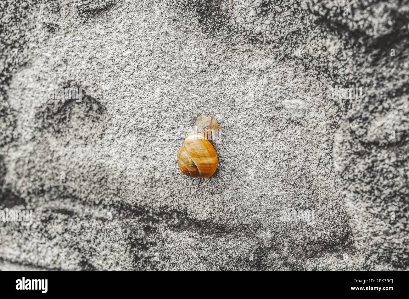 Endangered slug hi-res stock photography and images - Alamy