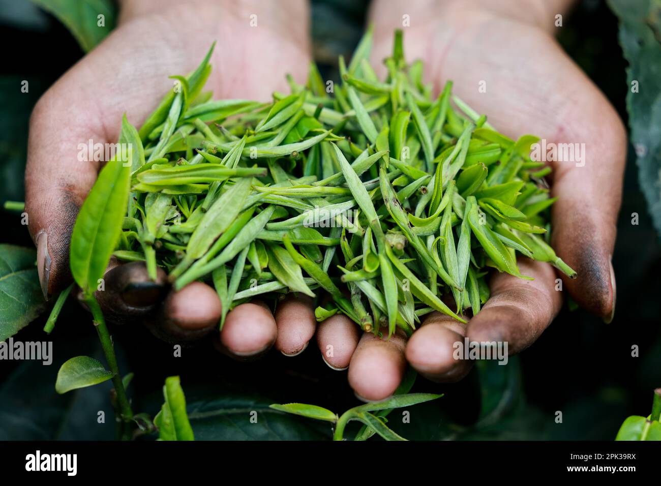 Guiyang, China's Guizhou Province. 4th Apr, 2023. A farmer shows tea ...