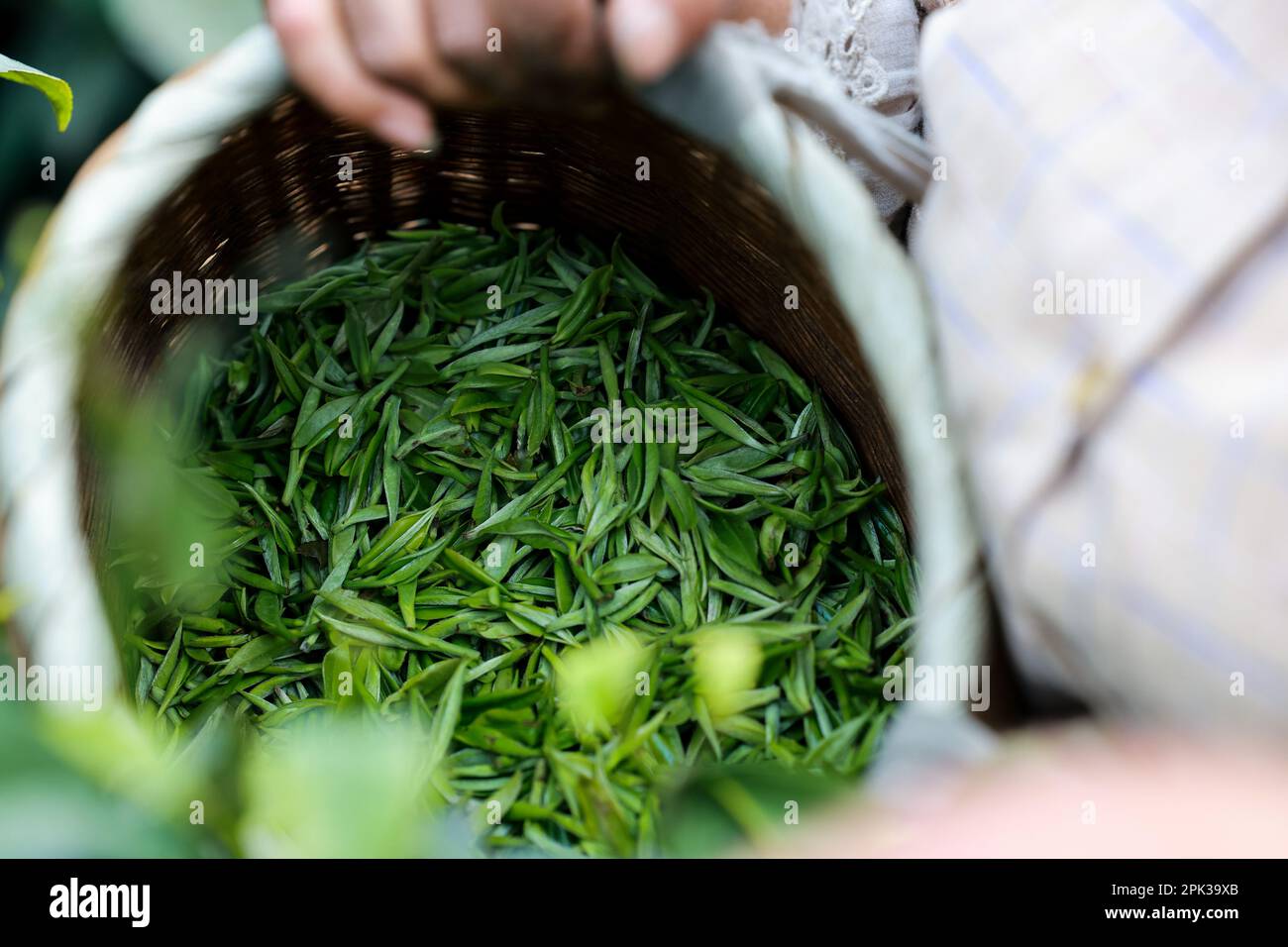 Guiyang, China's Guizhou Province. 4th Apr, 2023. A farmer picks tea ...