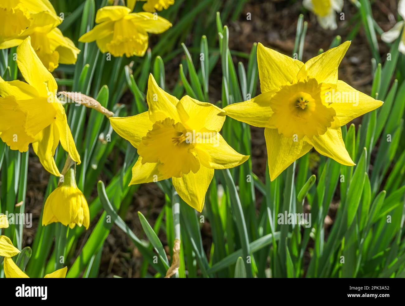 Daffodils in bloom in a garden plot at Bellevue Botanical Garden in ...