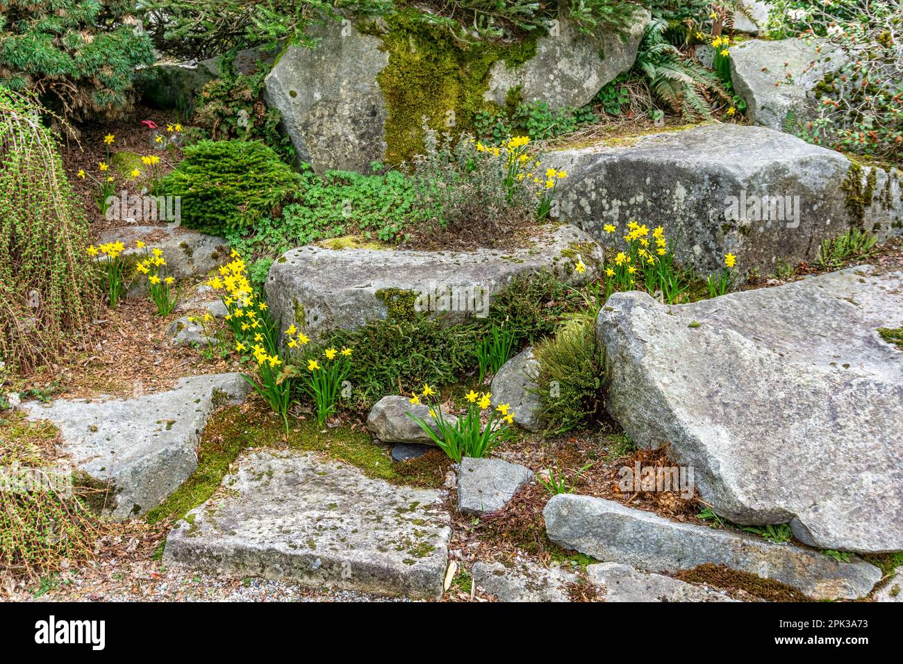 Early spring daffodils bloom between rocks at the Bellevue Botanical ...