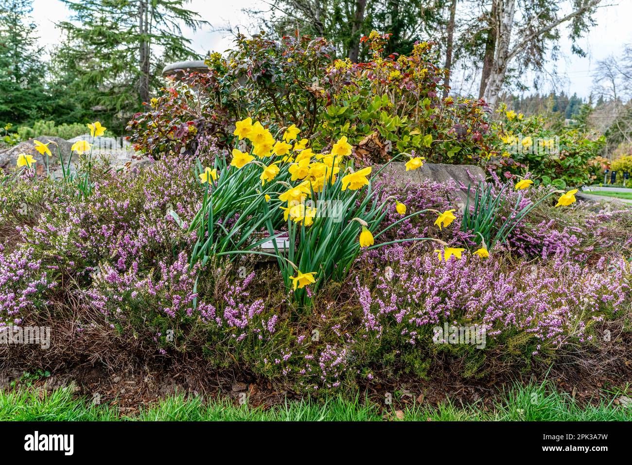 A gardn park in Normandy Park, Washington. Spring flowers are in bloom ...
