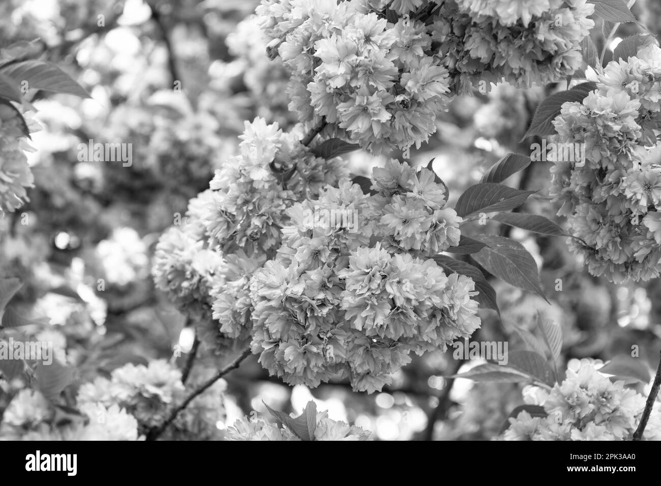 cherry blossom tree. pink sakura flower on blooming spring tree Stock ...