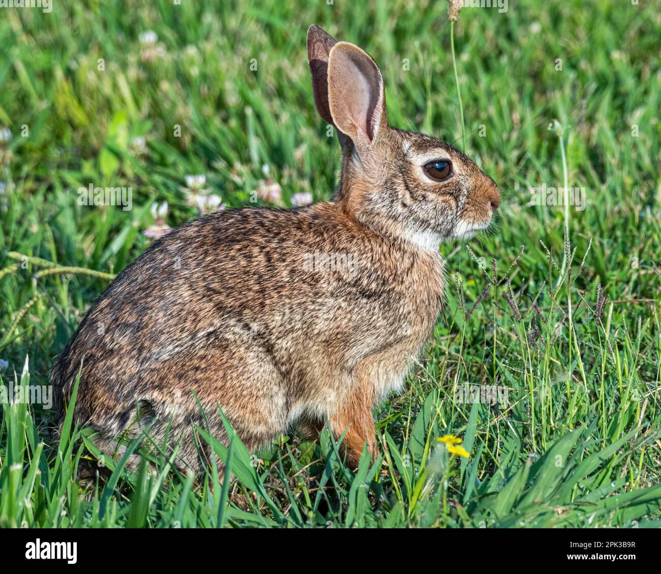 Furrybunny hi-res stock photography and images - Alamy