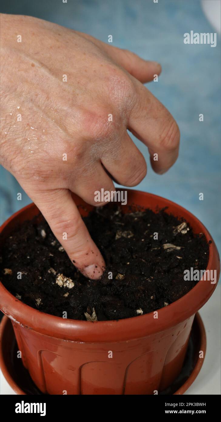 a male hand using a finger makes a hole in loose potting soil for ...