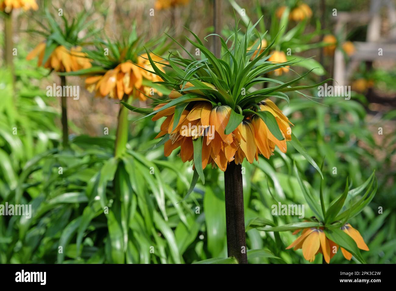 Yellow Fritillaria imperialis, Crown Imperial, in flower Stock Photo ...