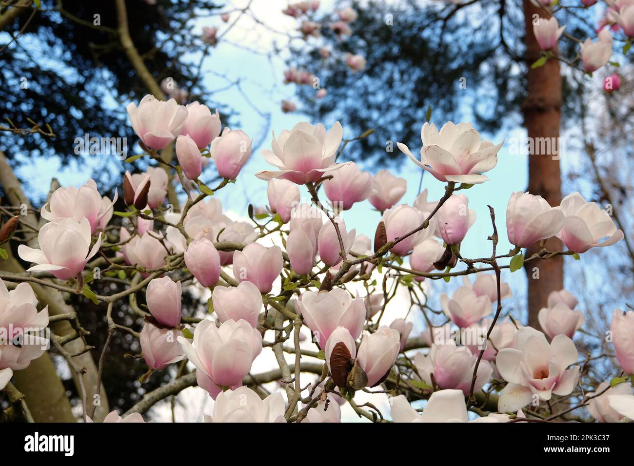 Magnolia 'Milky Way' in flower Stock Photo - Alamy