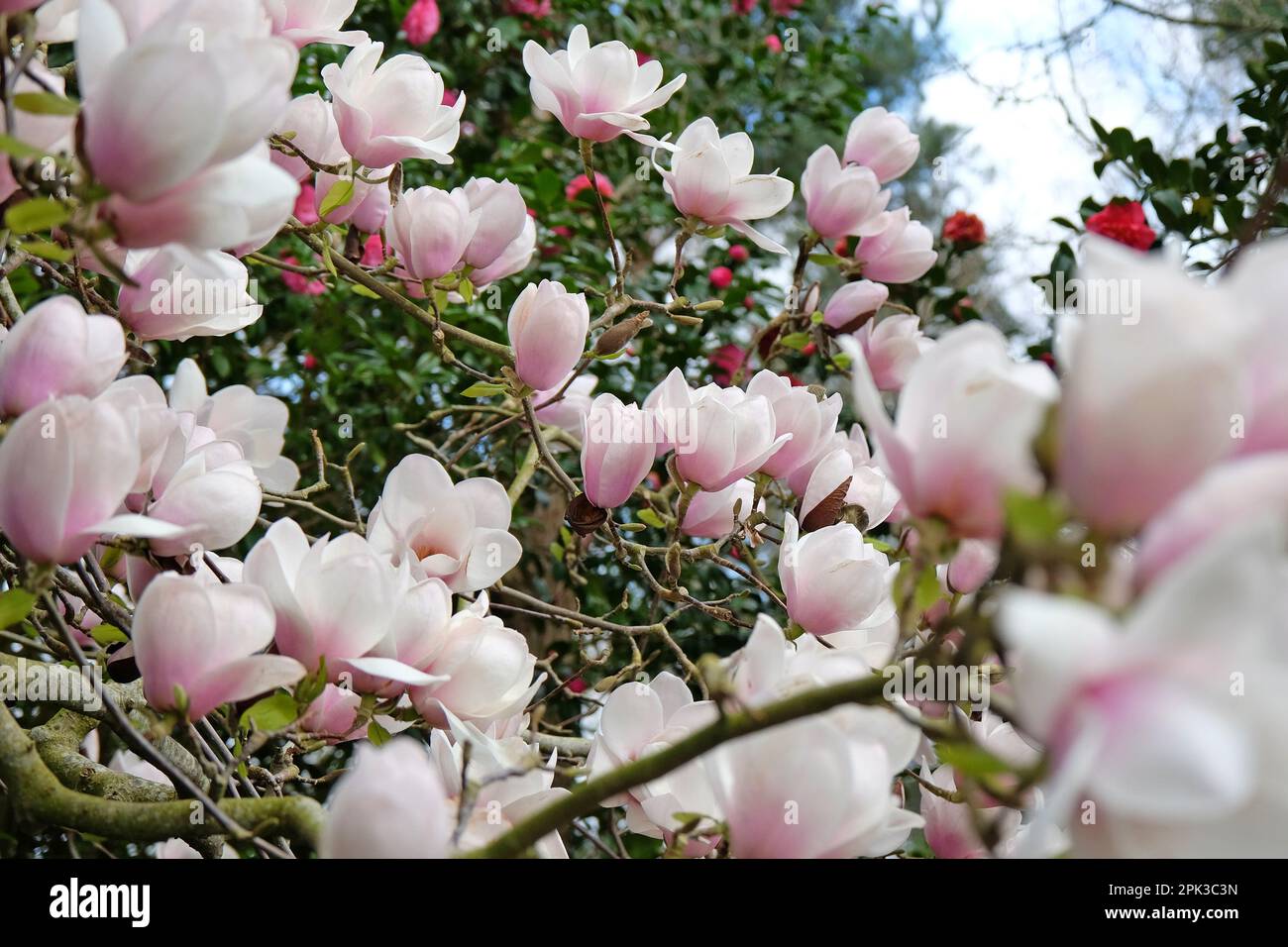 Magnolia 'Milky Way' in flower Stock Photo - Alamy