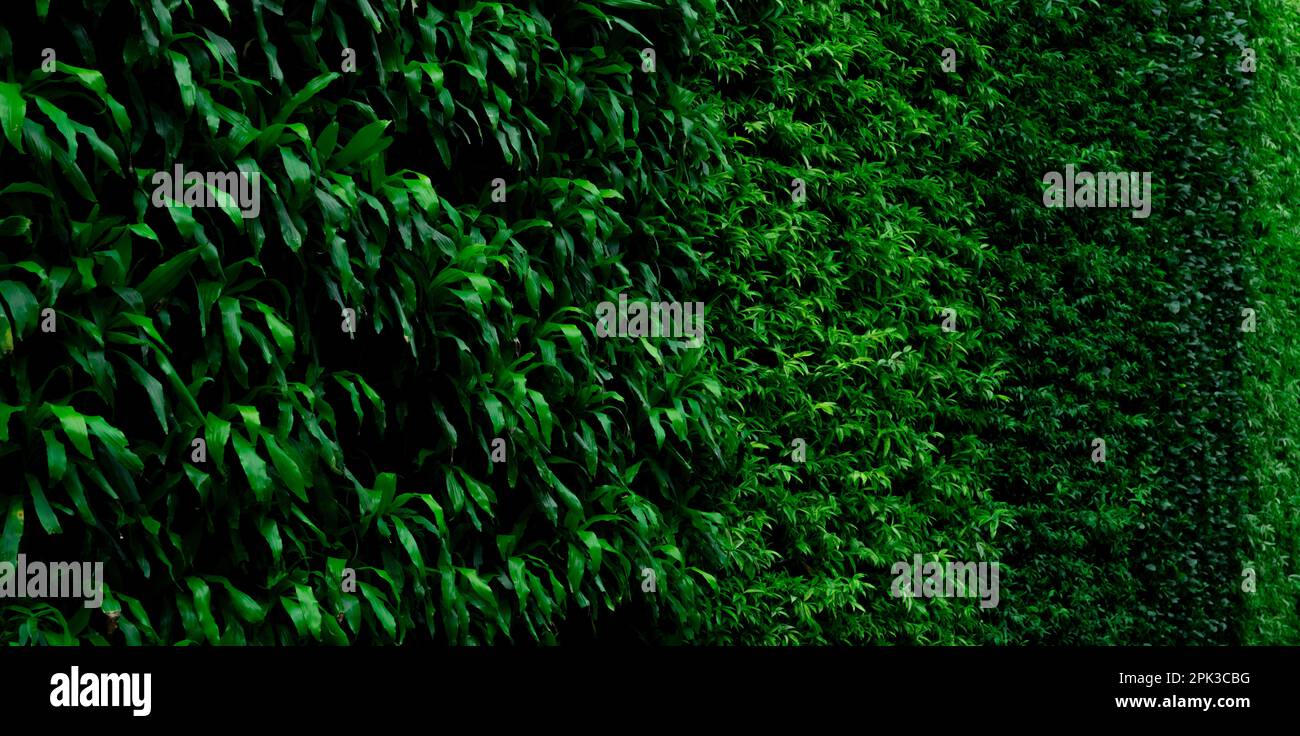 Green plant on vertical garden wall texture background. Sustainable ...