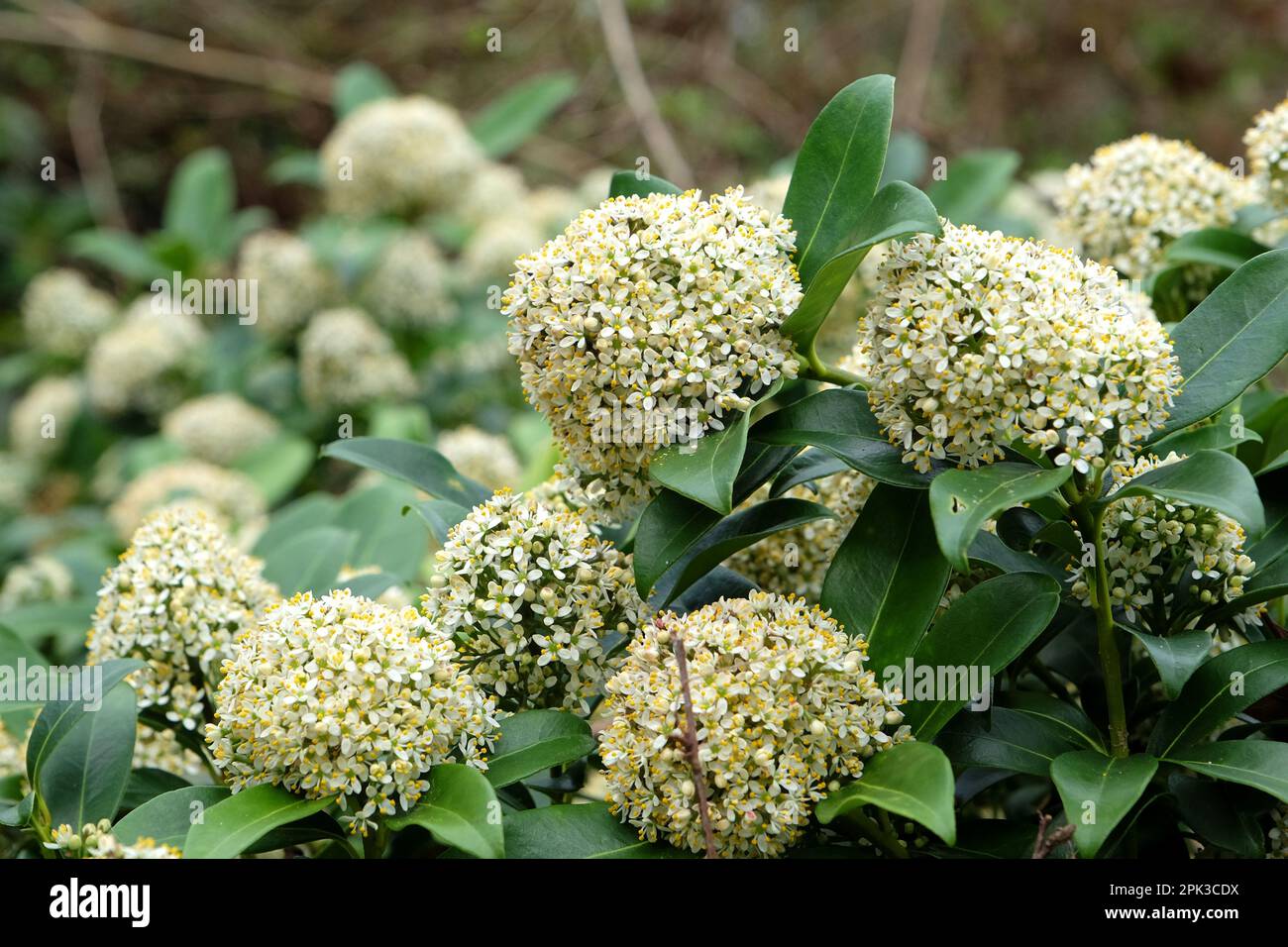 Skimmia Japonica 'Fragrans' in flower Stock Photo - Alamy
