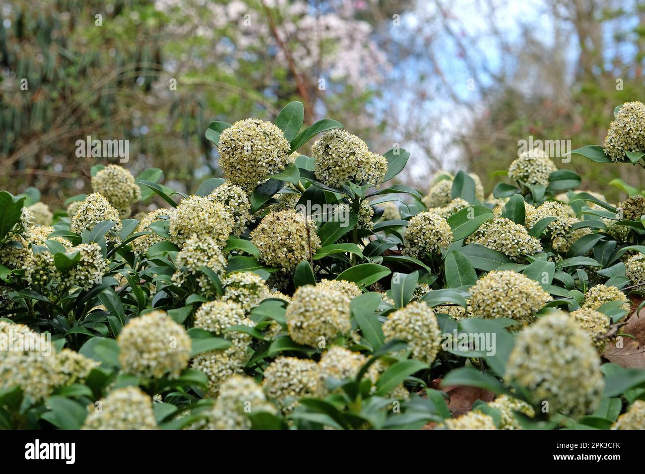 Skimmia Japonica 'Fragrans' in flower Stock Photo - Alamy