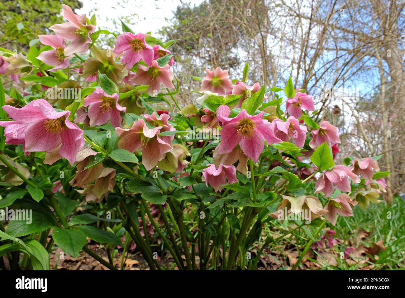 Hellebores flora hi-res stock photography and images - Alamy