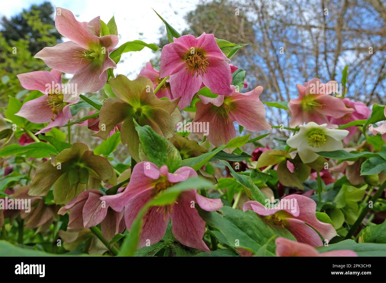 Hellebores flora hi-res stock photography and images - Alamy