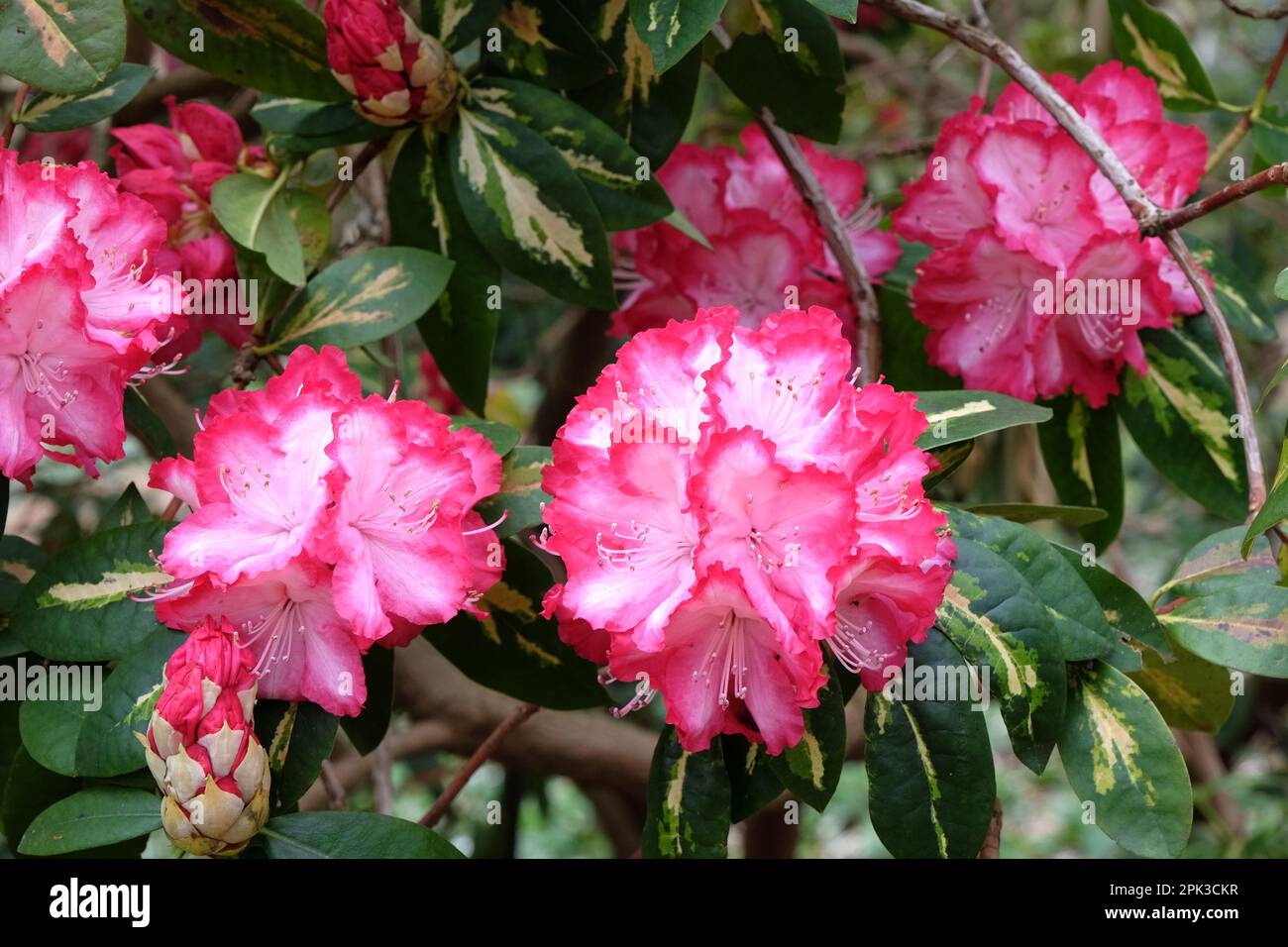 Rhododendron 'President Roosevelt' in flower Stock Photo - Alamy