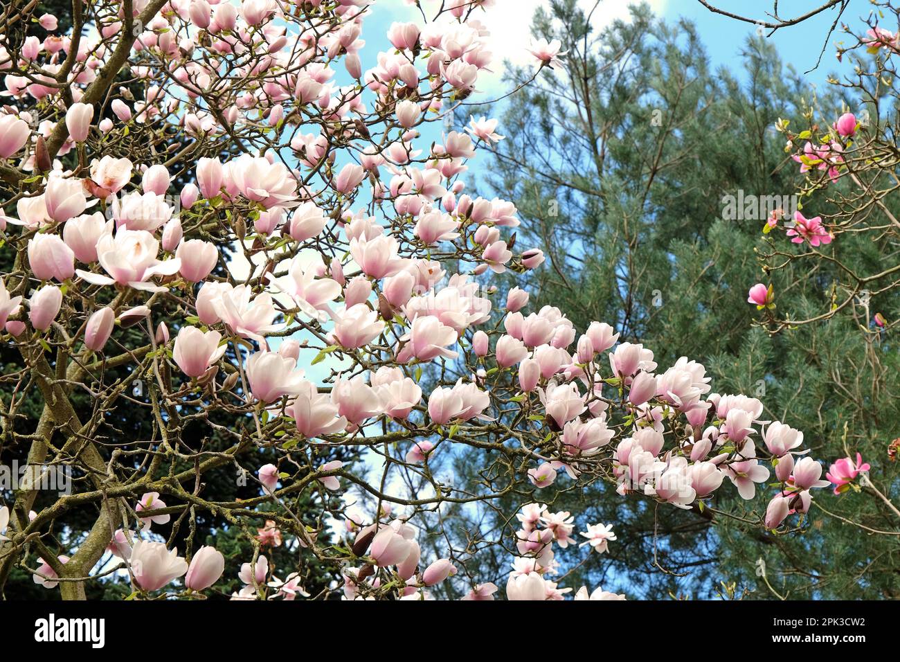 Magnolia 'Milky Way' in flower Stock Photo - Alamy