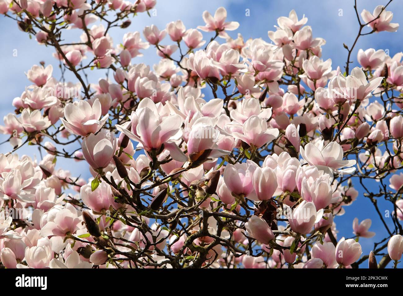 Magnolia 'Milky Way' in flower Stock Photo - Alamy