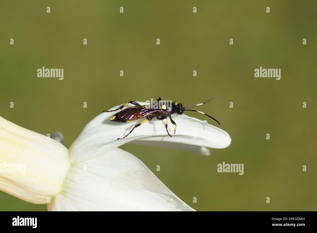 Closeup female parasitic wasp of the subfamily Ichneumoninae, family ...