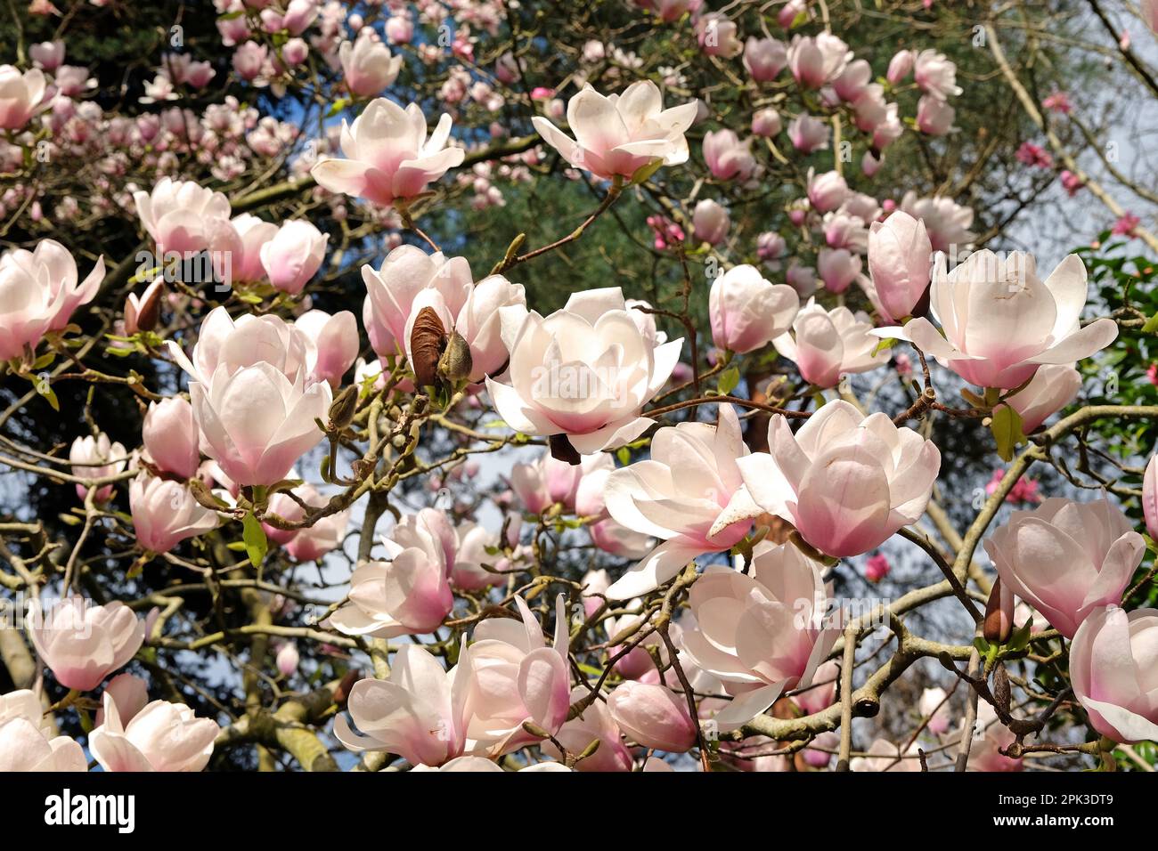 Magnolia 'Milky Way' in flower Stock Photo - Alamy