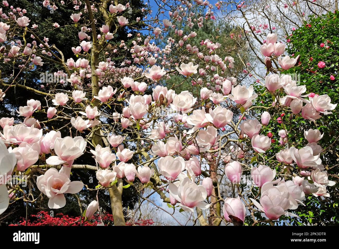 Magnolia 'Milky Way' in flower Stock Photo - Alamy