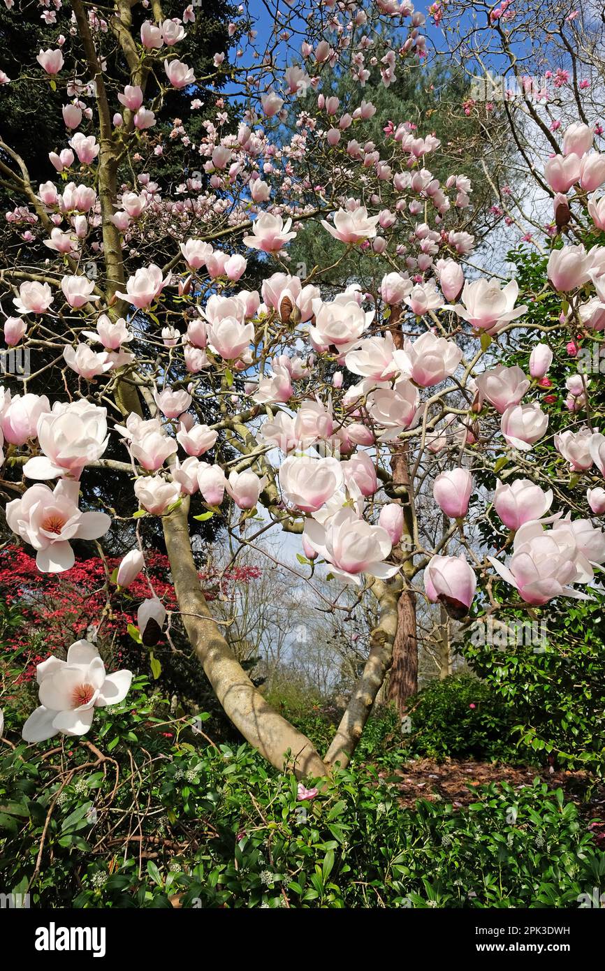 Magnolia 'Milky Way' in flower Stock Photo - Alamy