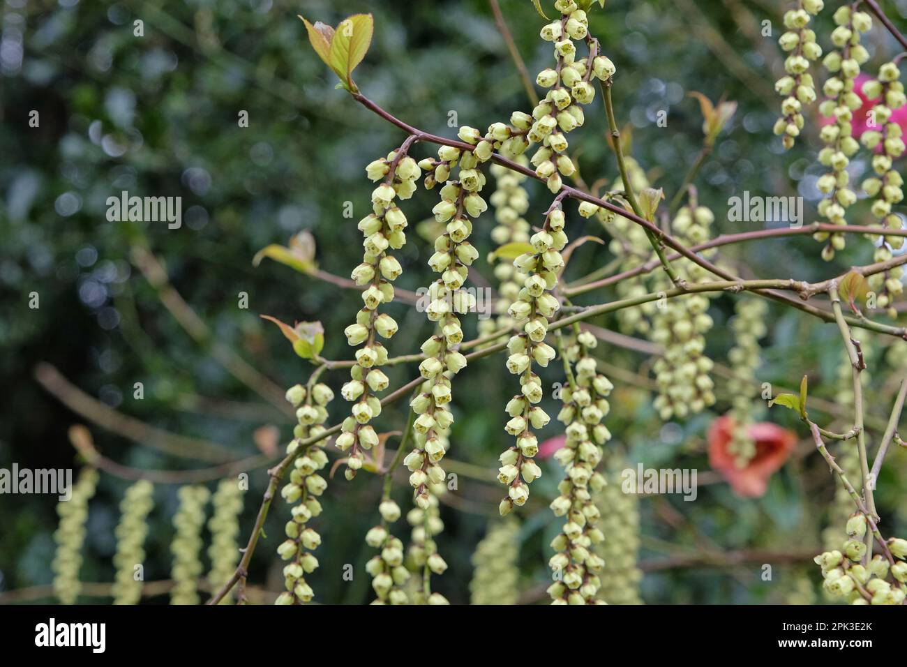 Stachyurus praecox hi-res stock photography and images - Alamy