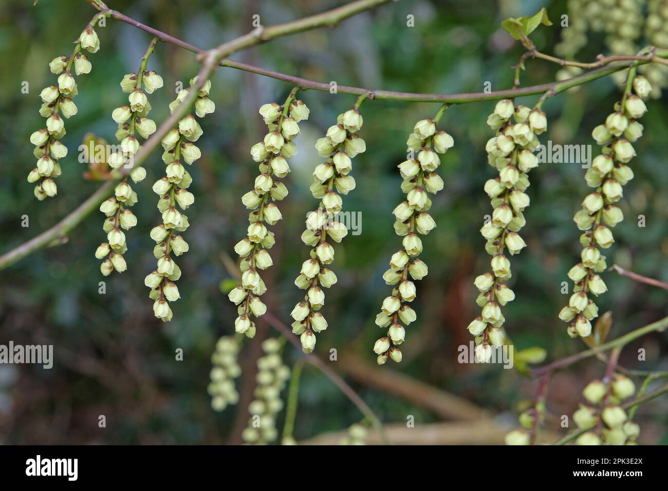 Stachyurus praecox flowers hi-res stock photography and images - Alamy