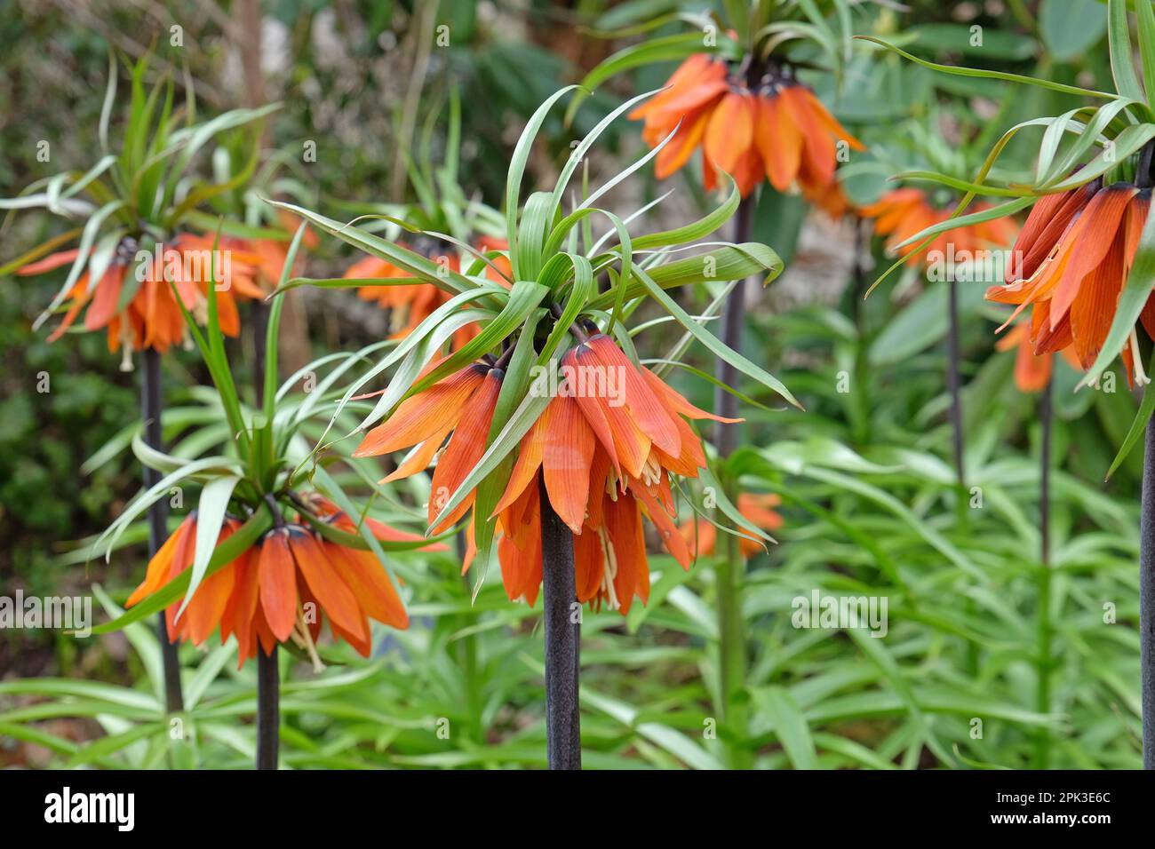 Crown Imperial 'Red Beauty' in flower in flower Stock Photo - Alamy