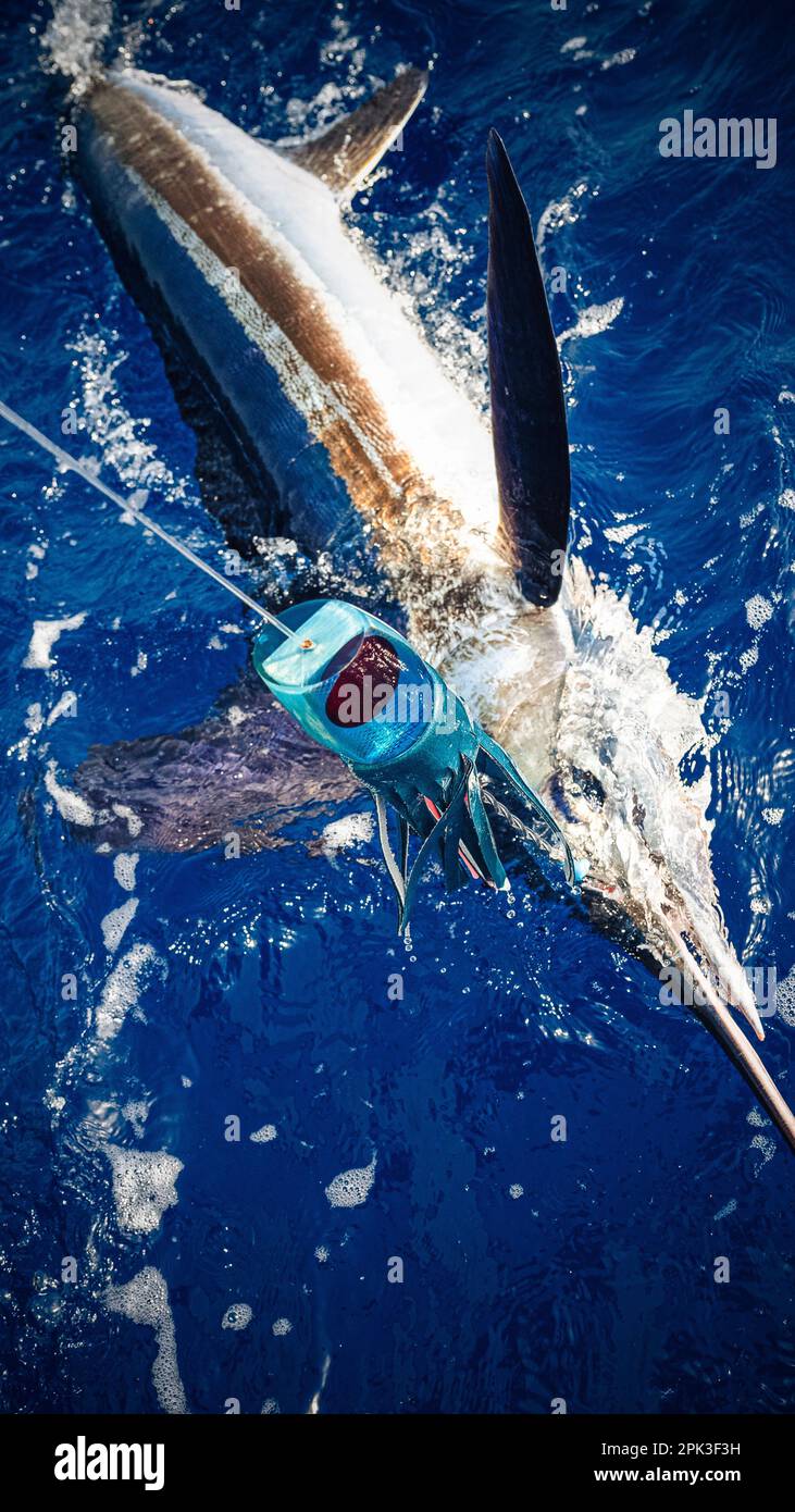 Deep sea fishing marlin hi-res stock photography and images - Alamy