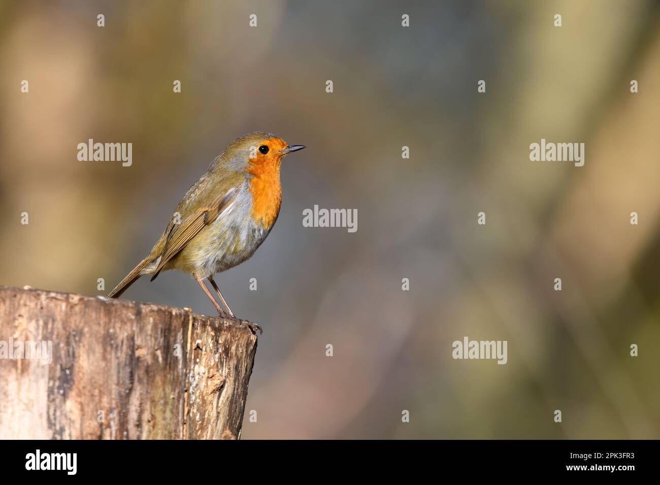 Eurasian Robin, Erithacus Rubecula, Perched on a tree stump, Winter ...
