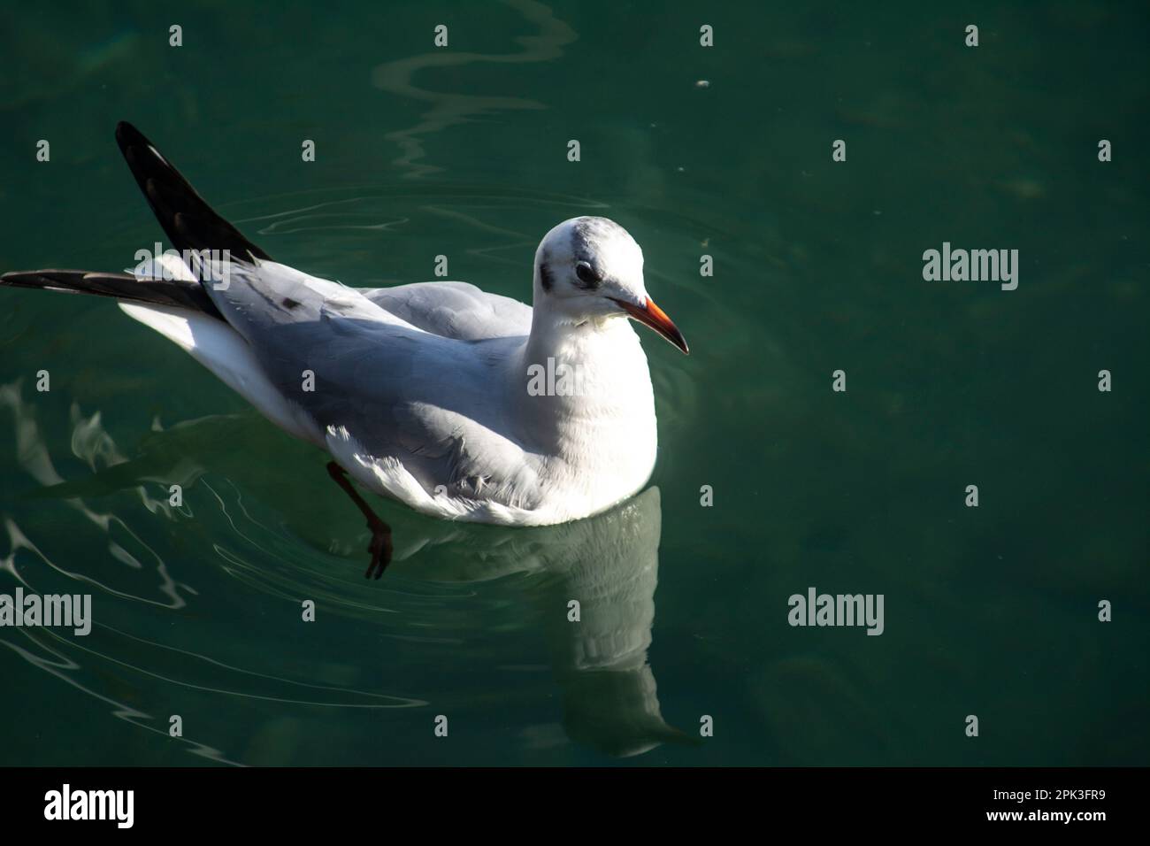seagull floating in water Stock Photo - Alamy