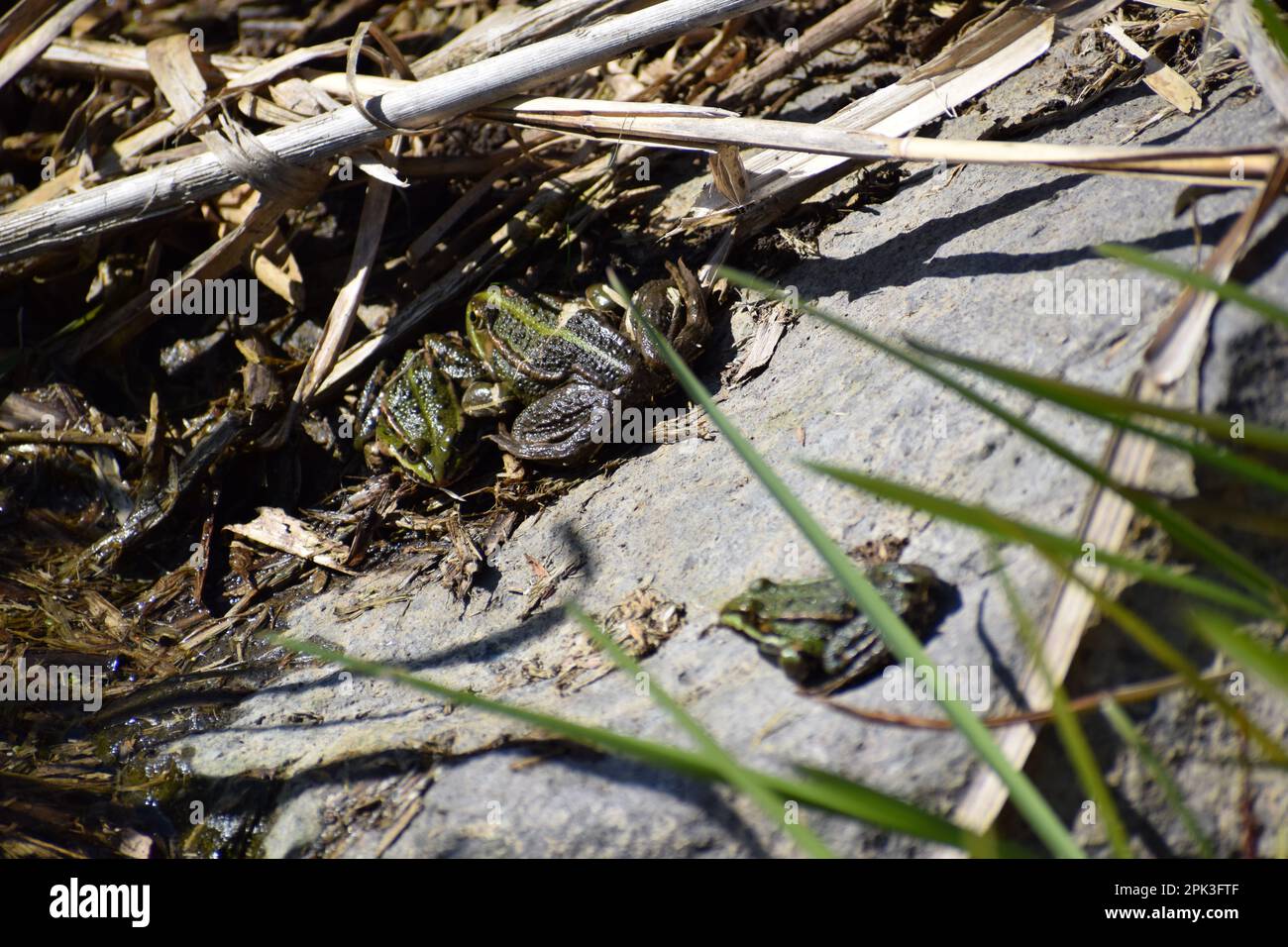 Natterjack toad at a swamp lake Stock Photo - Alamy