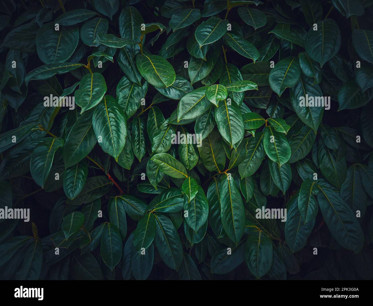 Dark green leaves texture. Wild vegetation natural background Stock ...