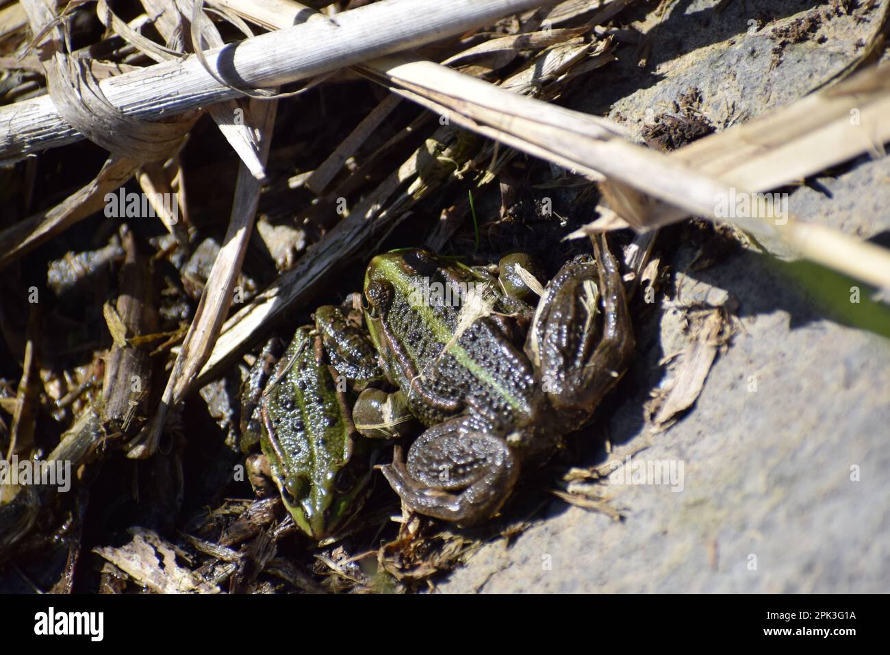 Natterjack toad at a swamp lake Stock Photo - Alamy