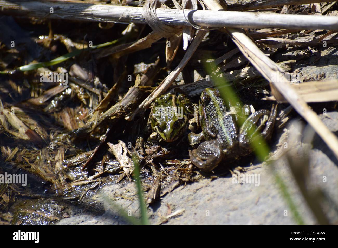 Natterjack toad at a swamp lake Stock Photo - Alamy