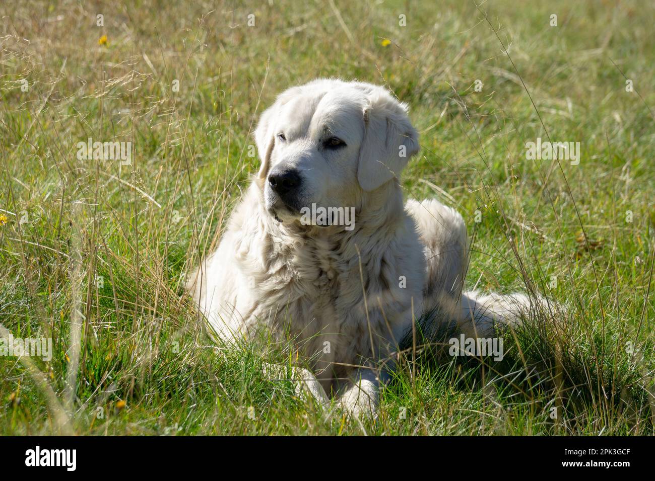 Tatra shepherd dog hi-res stock photography and images - Alamy
