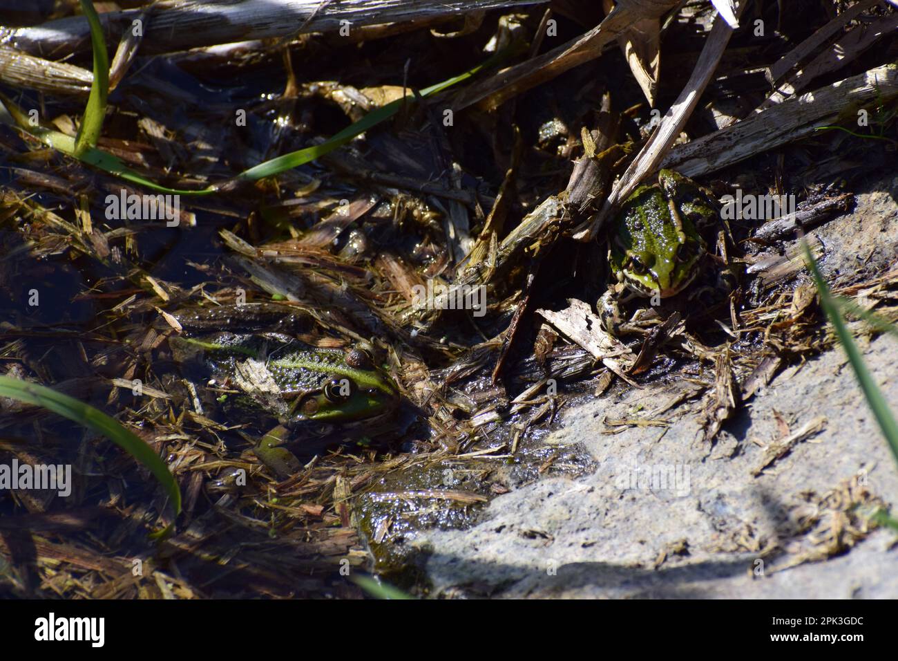Natterjack toad at a swamp lake Stock Photo - Alamy