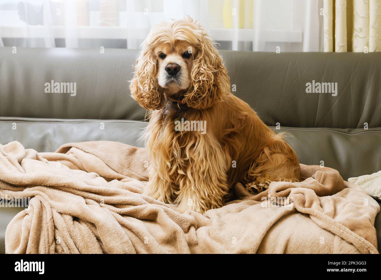 American Cocker Spaniel sits on a sofa with a beige plaid. Backlight ...