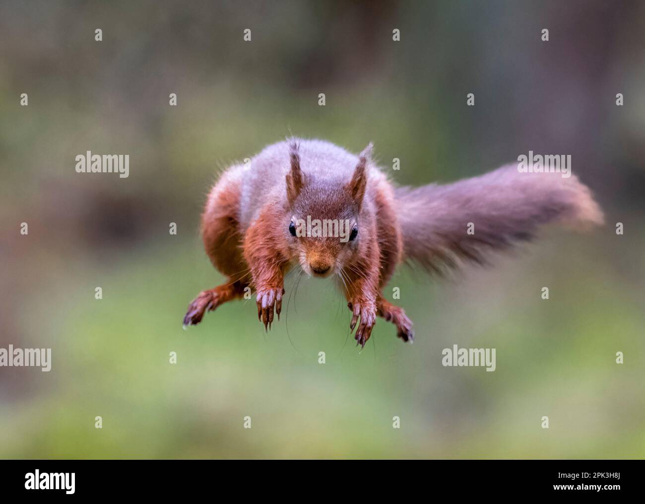 A British Red Squirrel, (Sciurus vulgaris), caught mid-flight as it ...