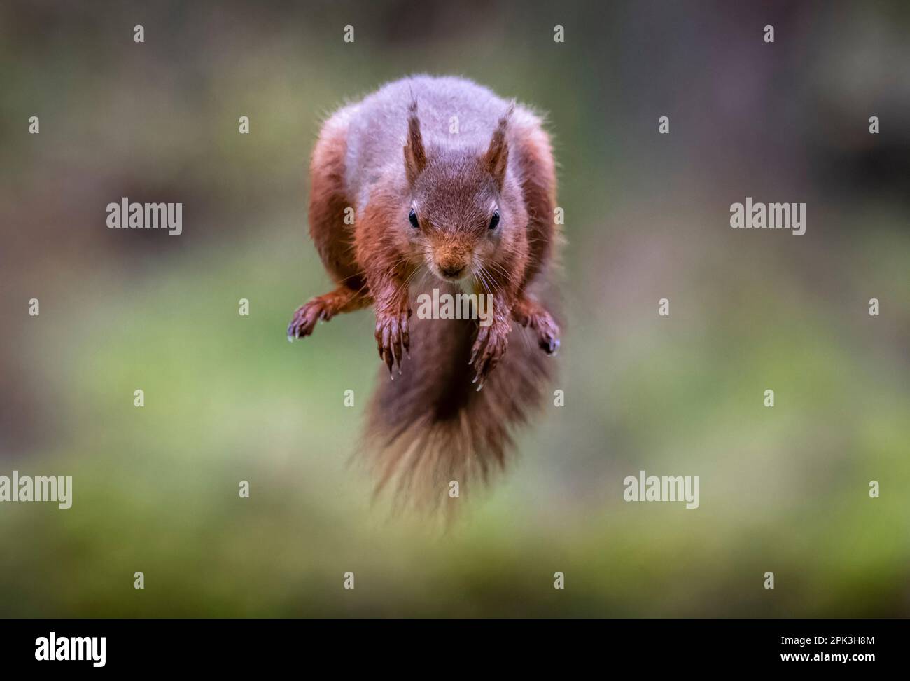 A British Red Squirrel, (Sciurus vulgaris), caught mid-flight as it ...