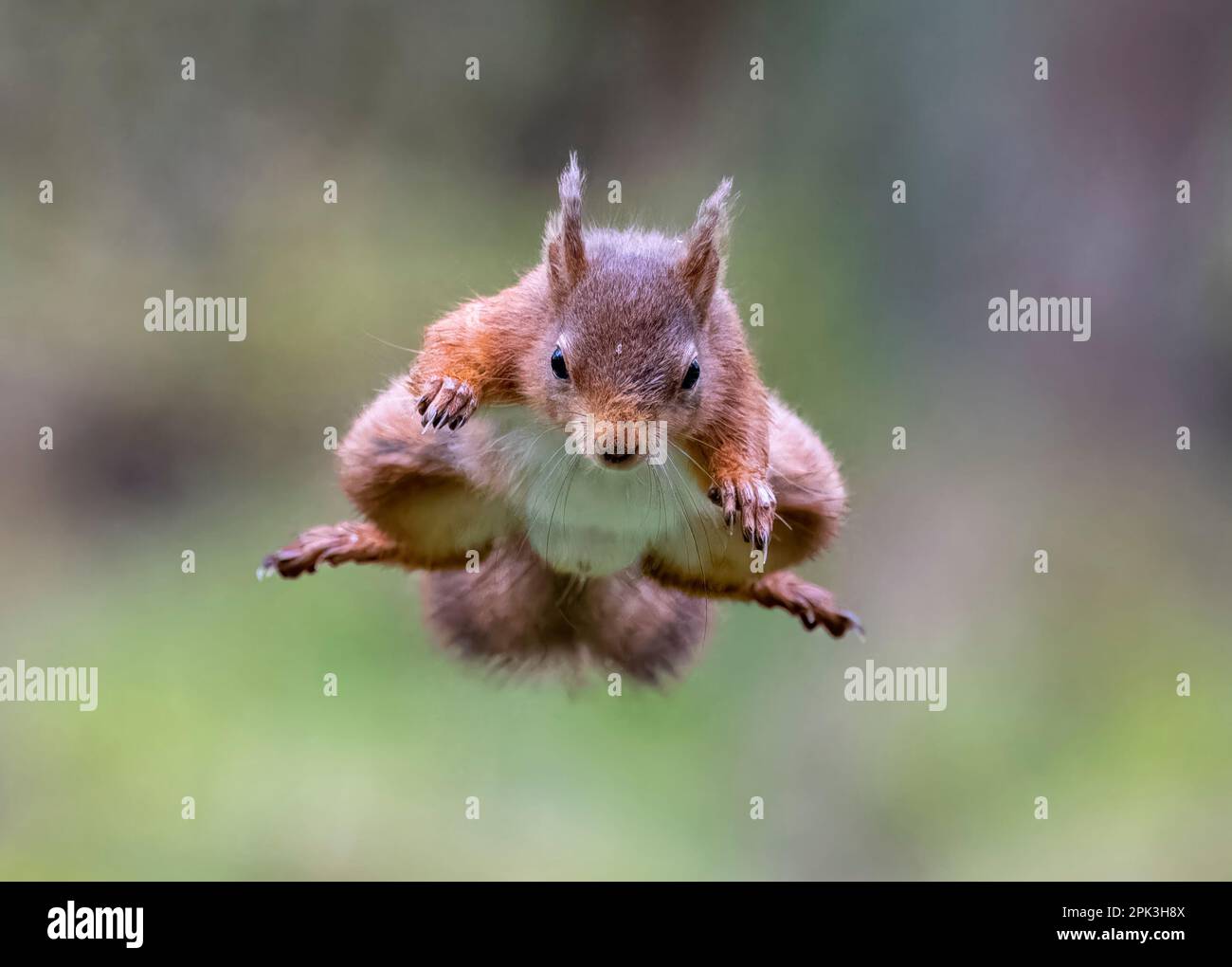 A British Red Squirrel, (Sciurus vulgaris), caught mid-flight as it ...