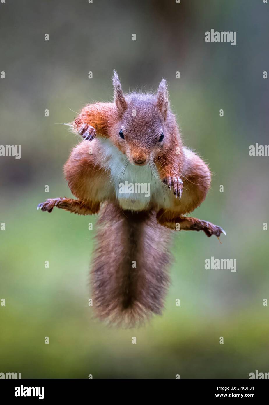 A British Red Squirrel, (Sciurus vulgaris), caught mid-flight as it ...