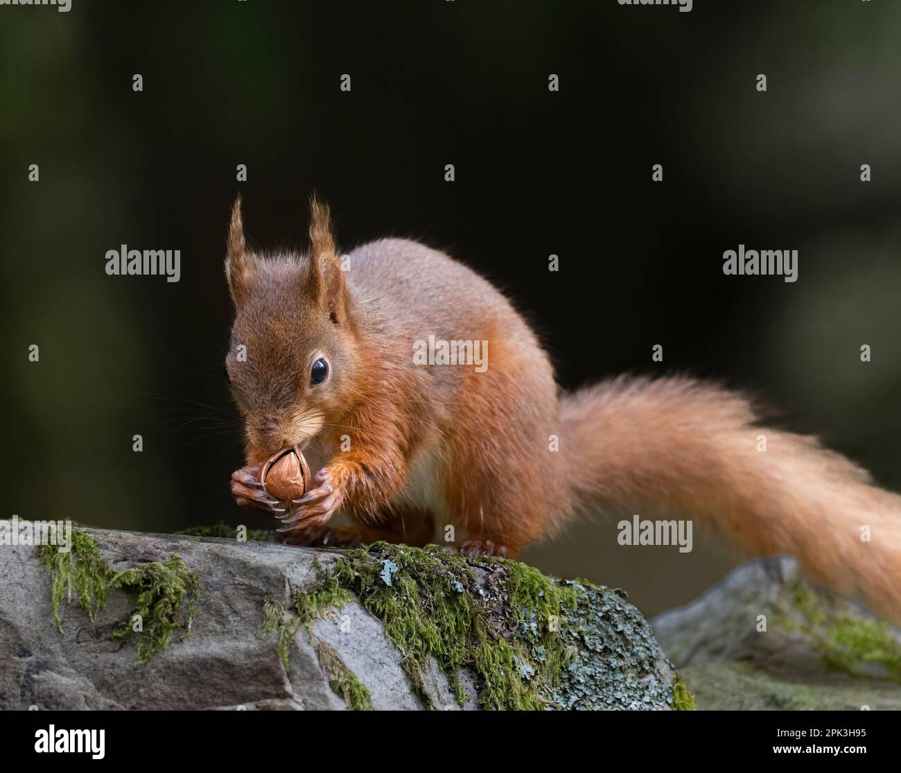 A solitary British Red Squirrel, (Sciurus vulgaris), sitting on a rock ...